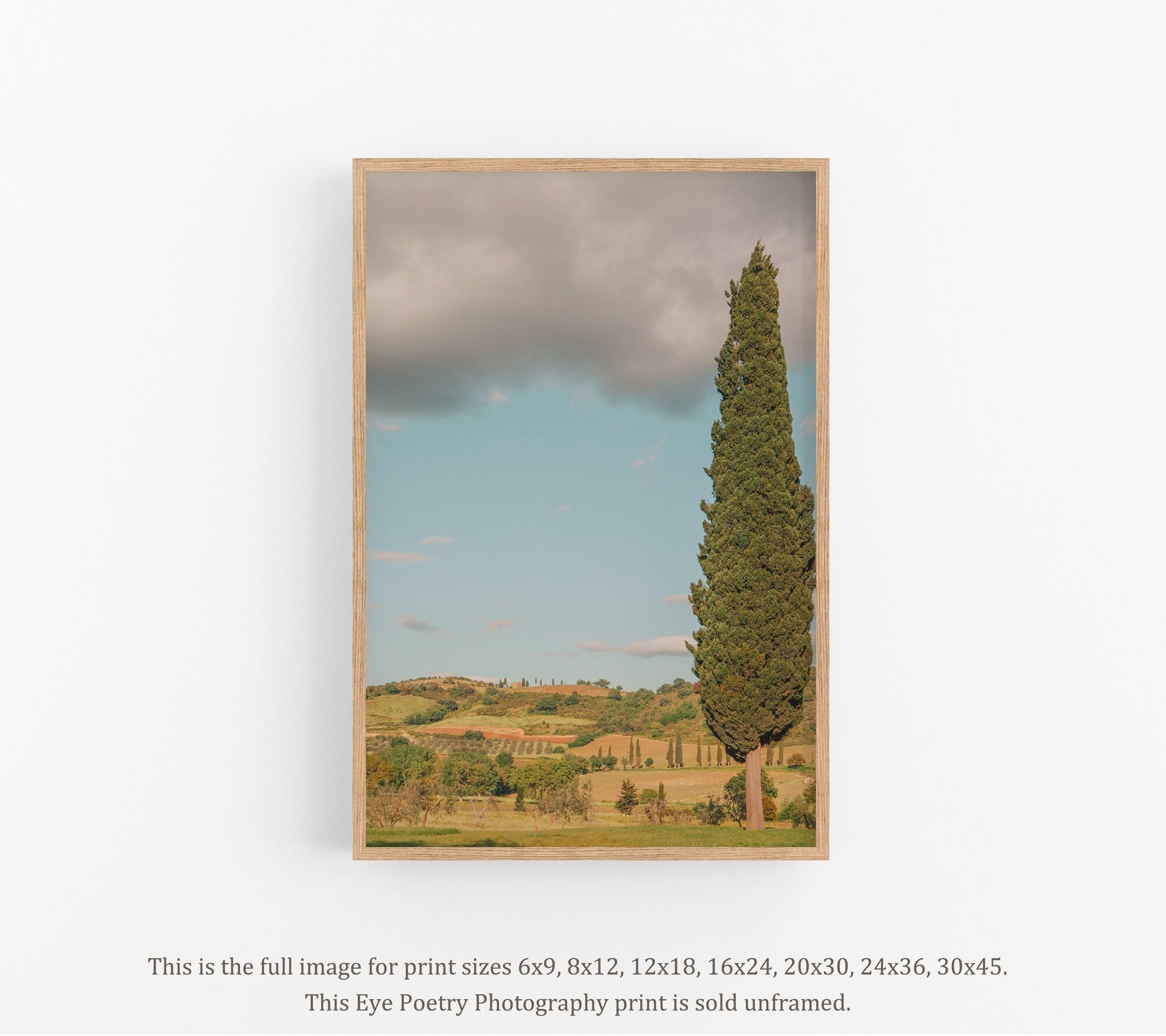 Italian Cypress Tree Drawing