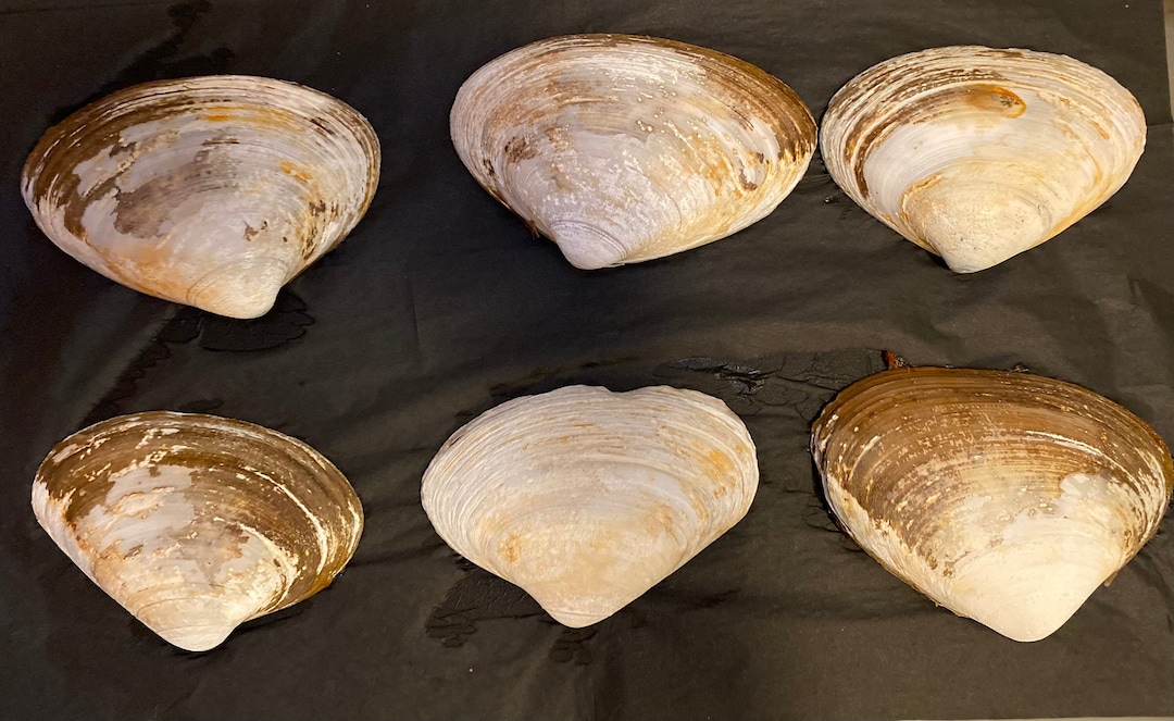 Set of 6 Large Clam Shells - Etsy