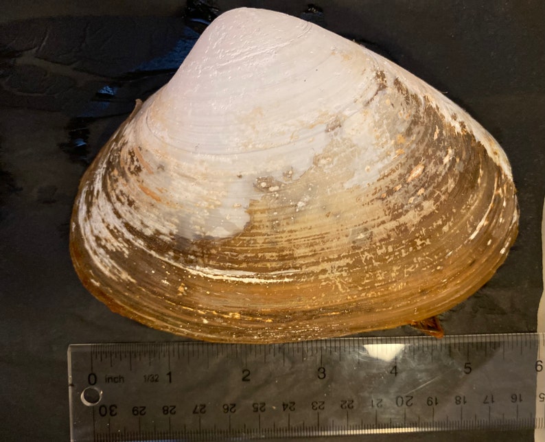 Set of 6 Large Clam Shells - Etsy Australia