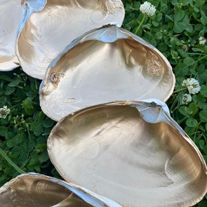 Gold Clam Shell Wreath - Etsy