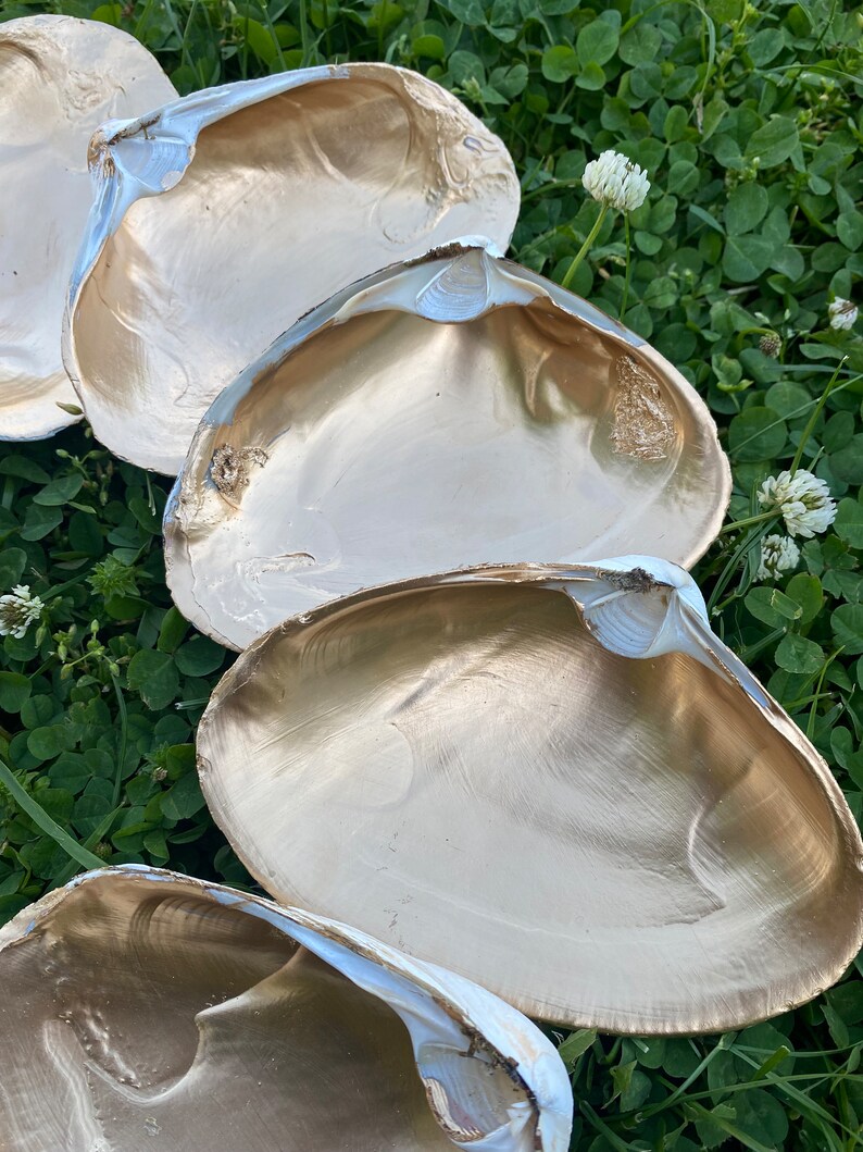 Gold Clam Shell Wreath - Etsy