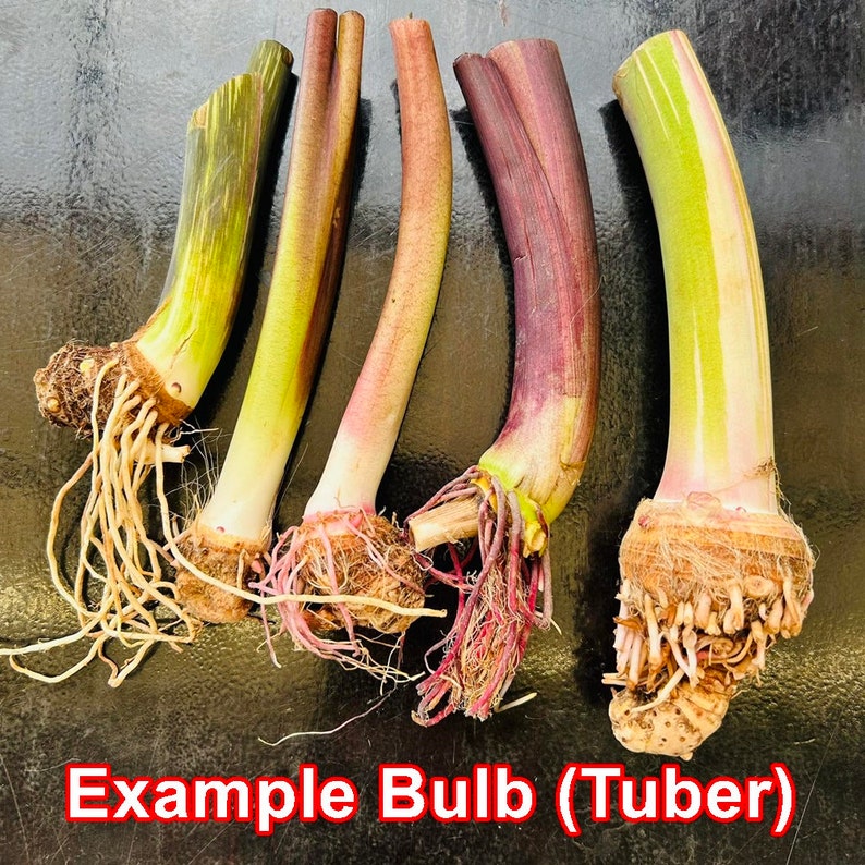 Colocasia Bulb Black Marble New Hybrid Colocasia Tuber + Free ...