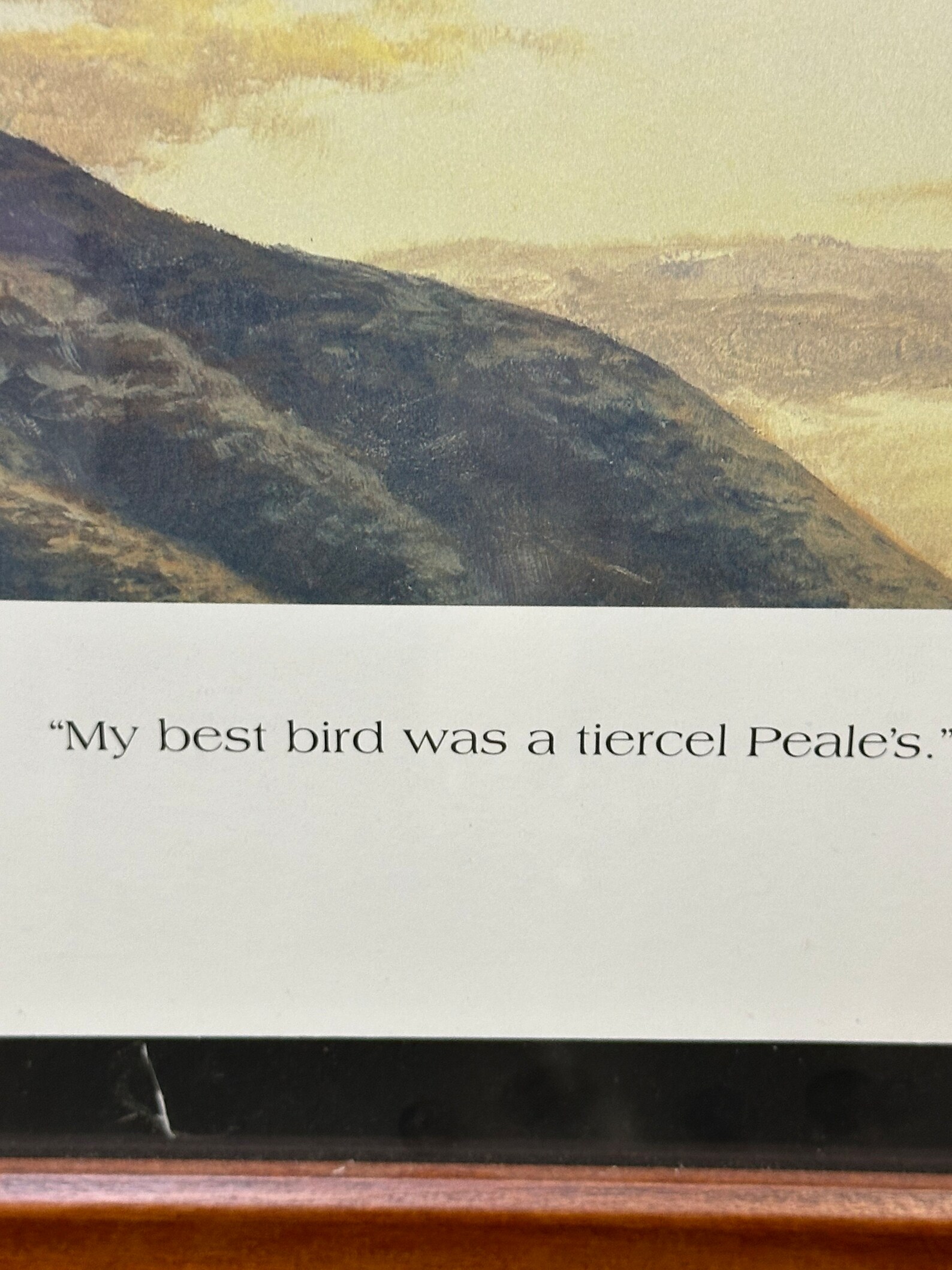 My Best Bird Was a Tiercel Peale’s - Etsy