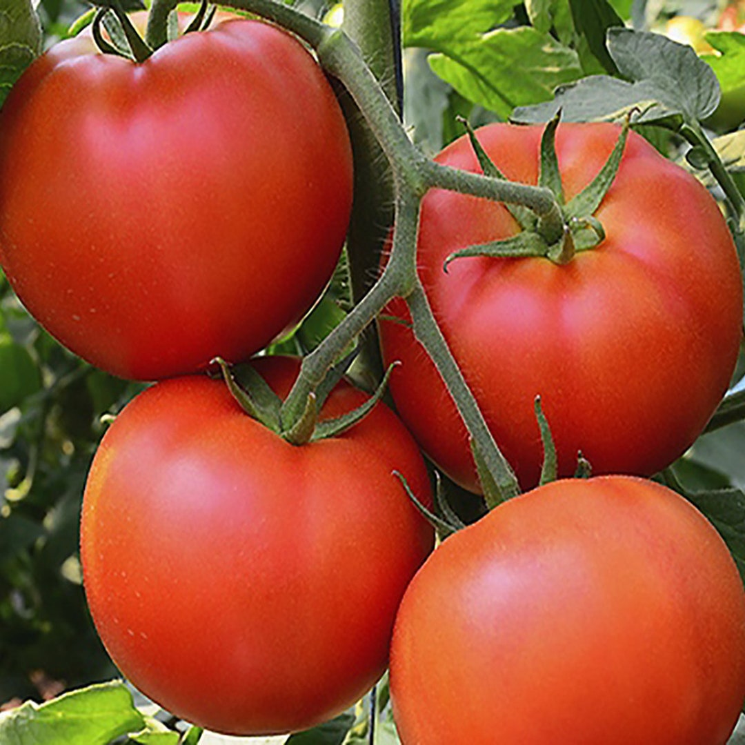 Floradade Tomato Seeds - Etsy
