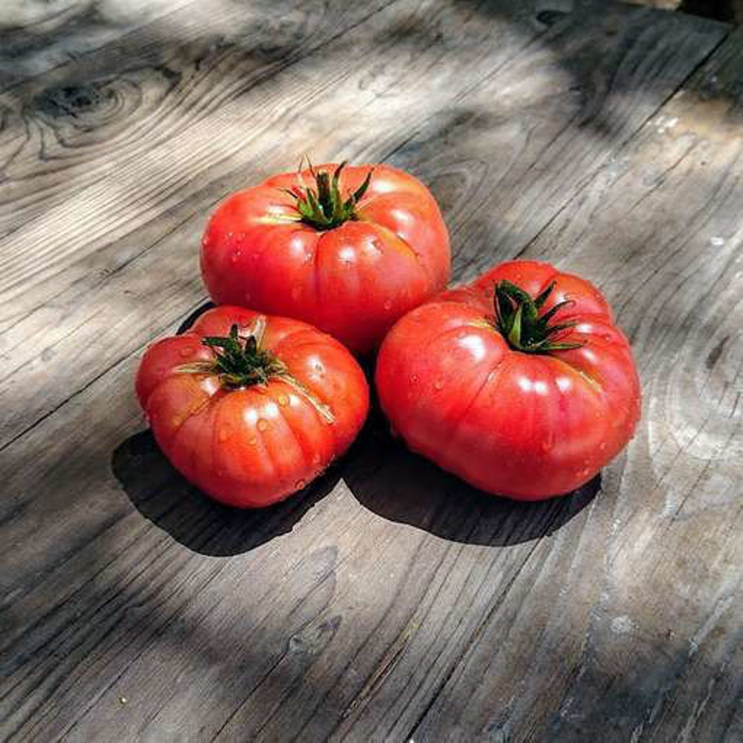 GIANT Red Beefsteak Tomato Seeds - Etsy