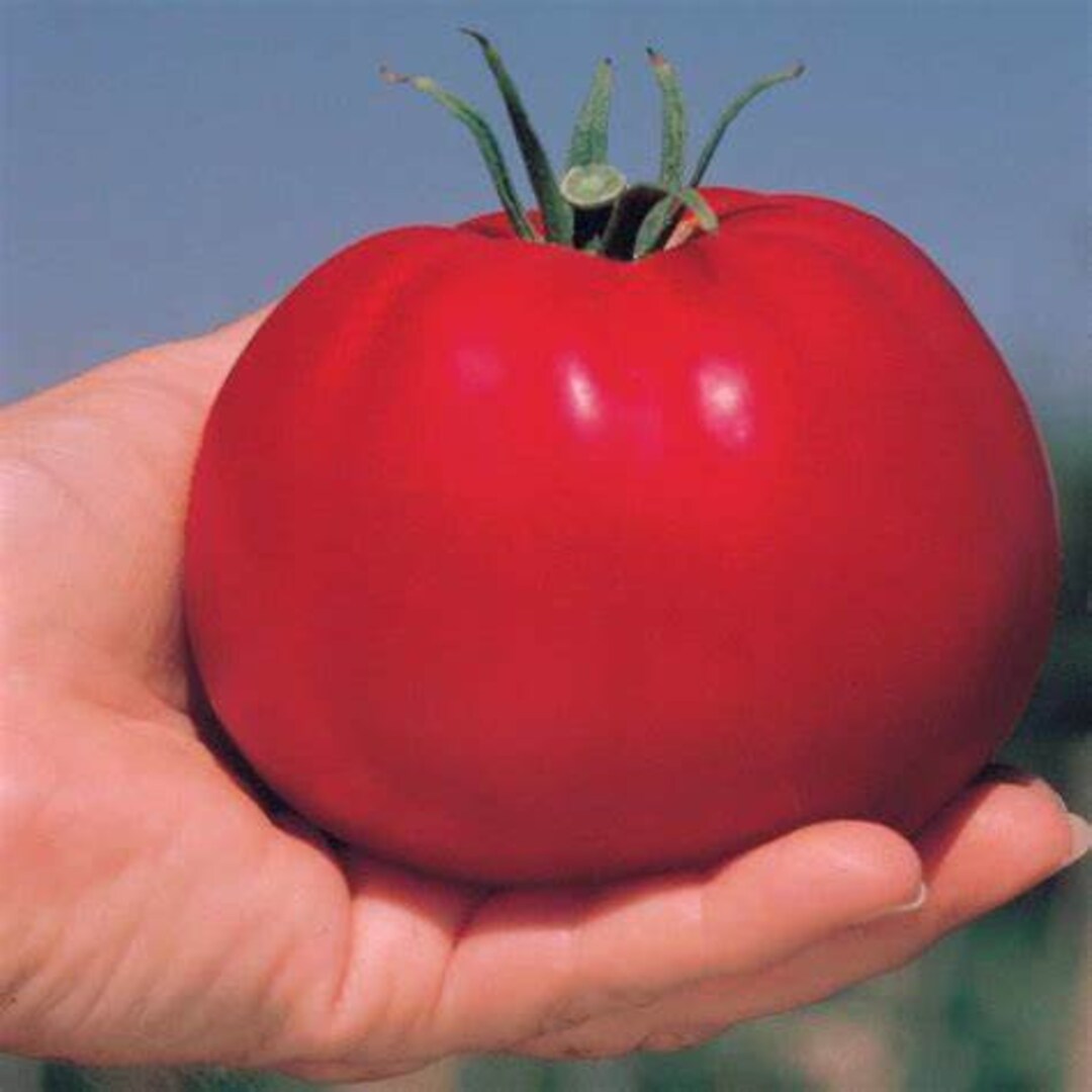 Park's Whopper Tomato Seeds - Etsy