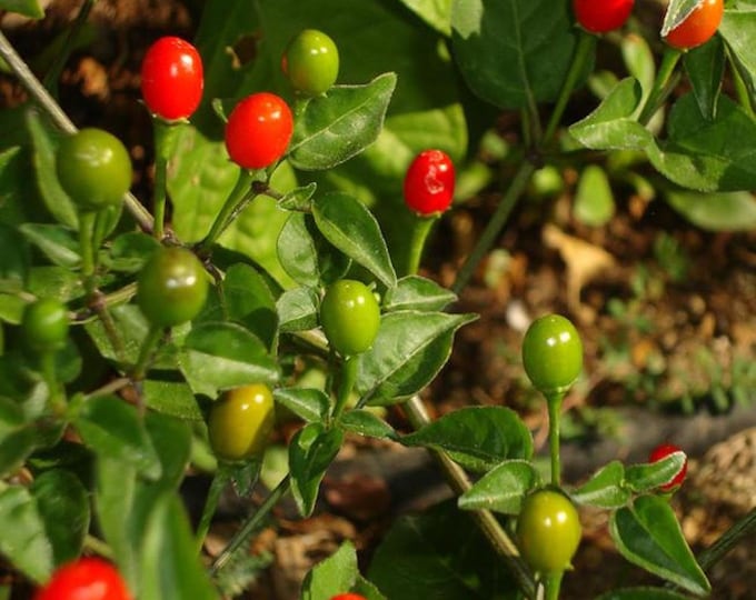 Chiltepin Sonora Dried Chiltepin Peppers chile Tepin .5oz Jar Great for ...