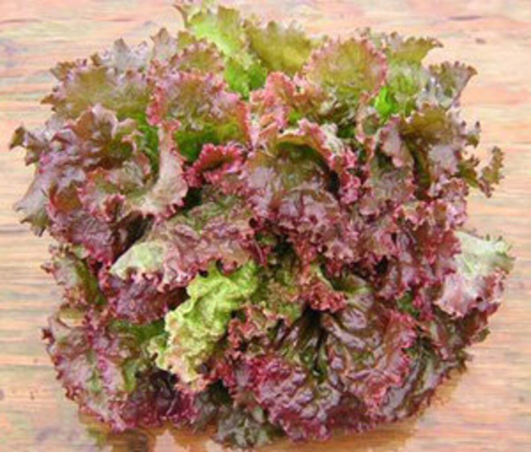 Prizehead Lettuce Seeds - Etsy