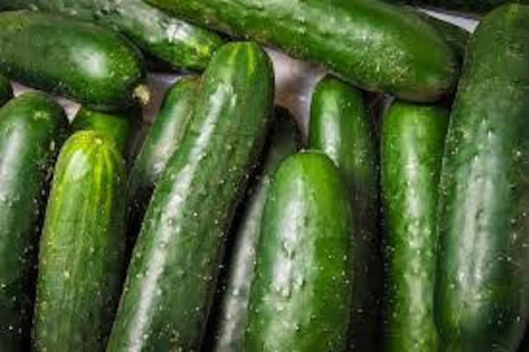Sweet Success Cucumber Seeds - Etsy