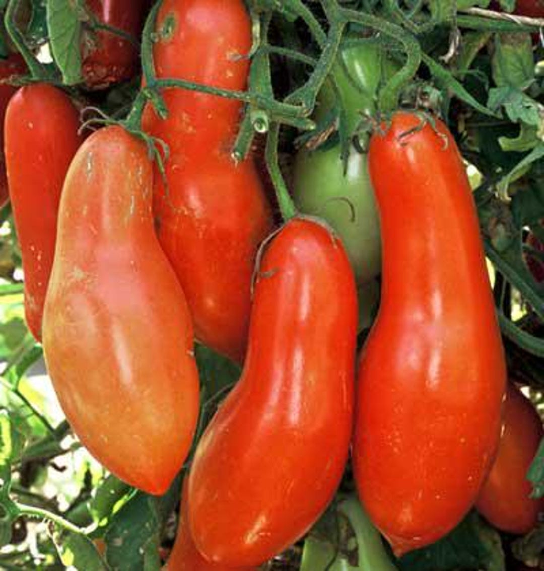 SUPER Italian PASTE Tomato Seeds - Etsy