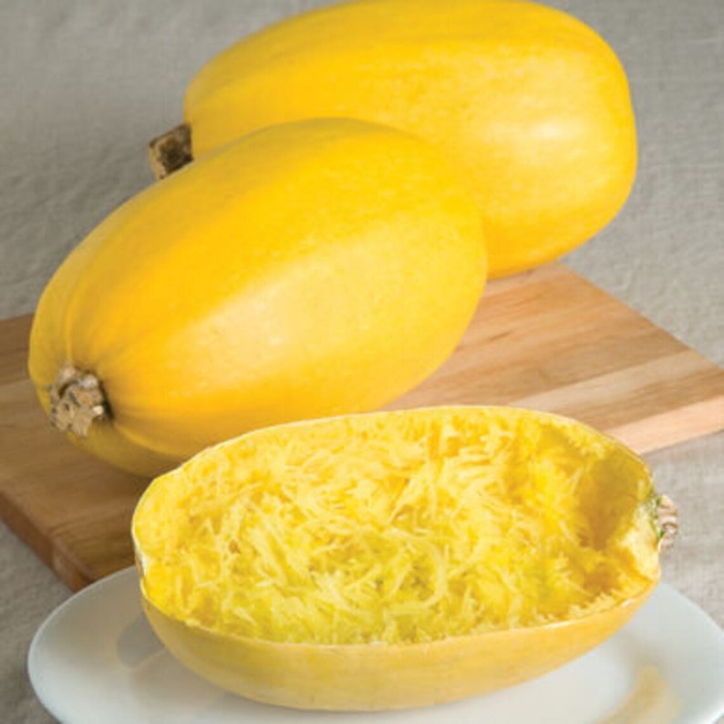 Vegetable Spaghetti Winter Squash Seeds - Etsy