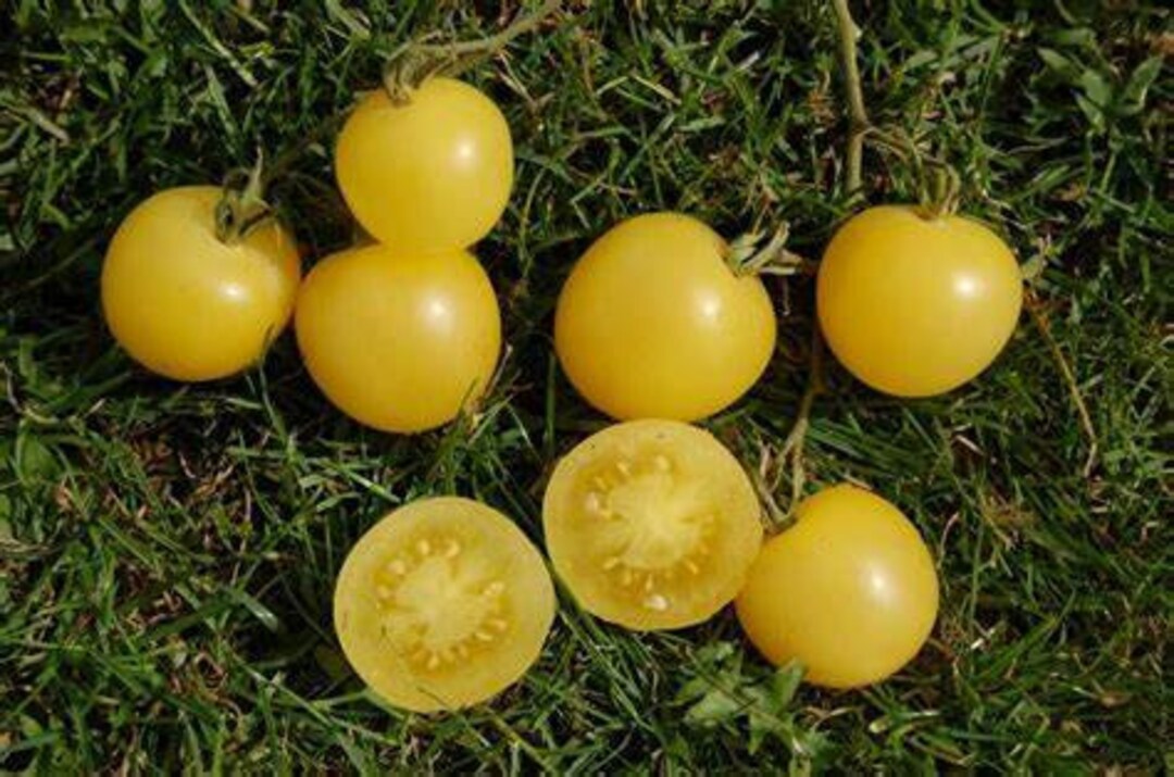 Super Snow White Tomato Seeds - Etsy