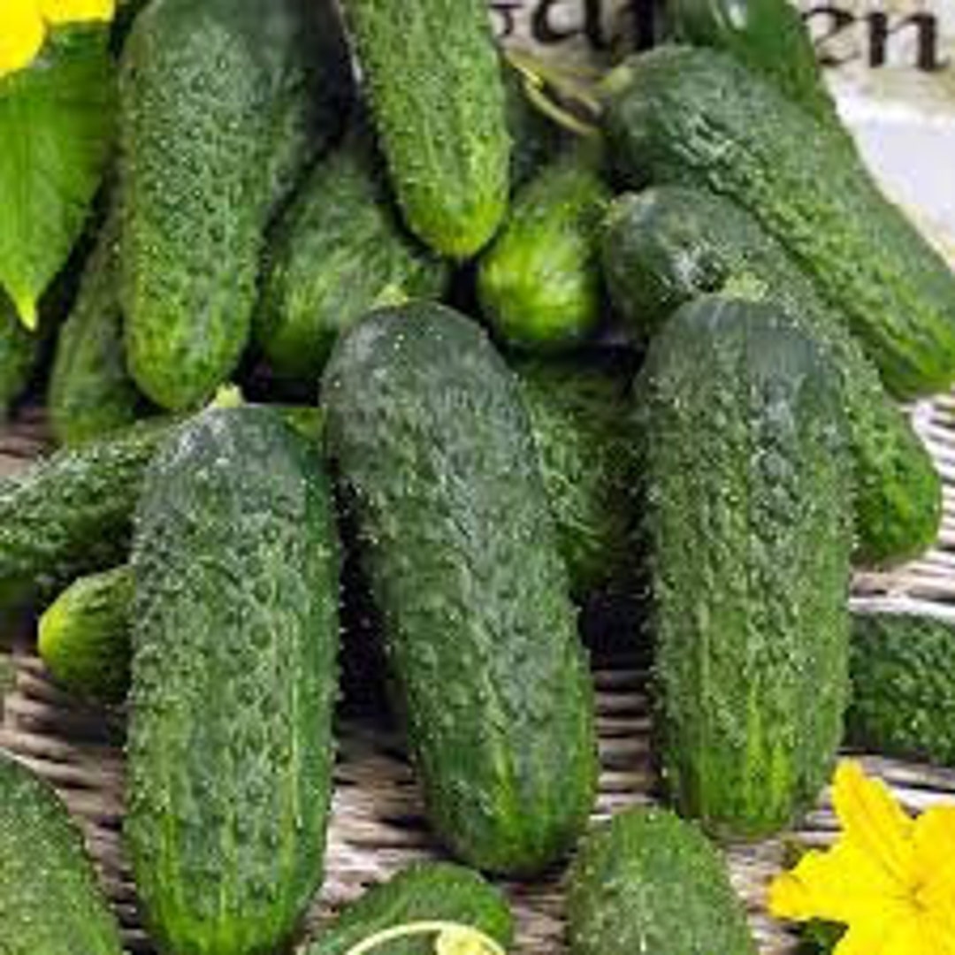 Pioneer F1 Cucumber Seeds - Etsy