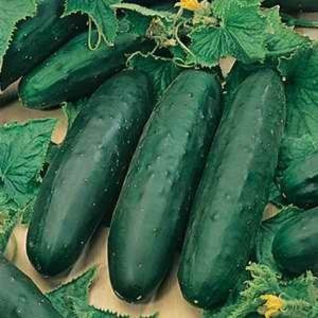 Marketer Cucumber Seeds - Etsy