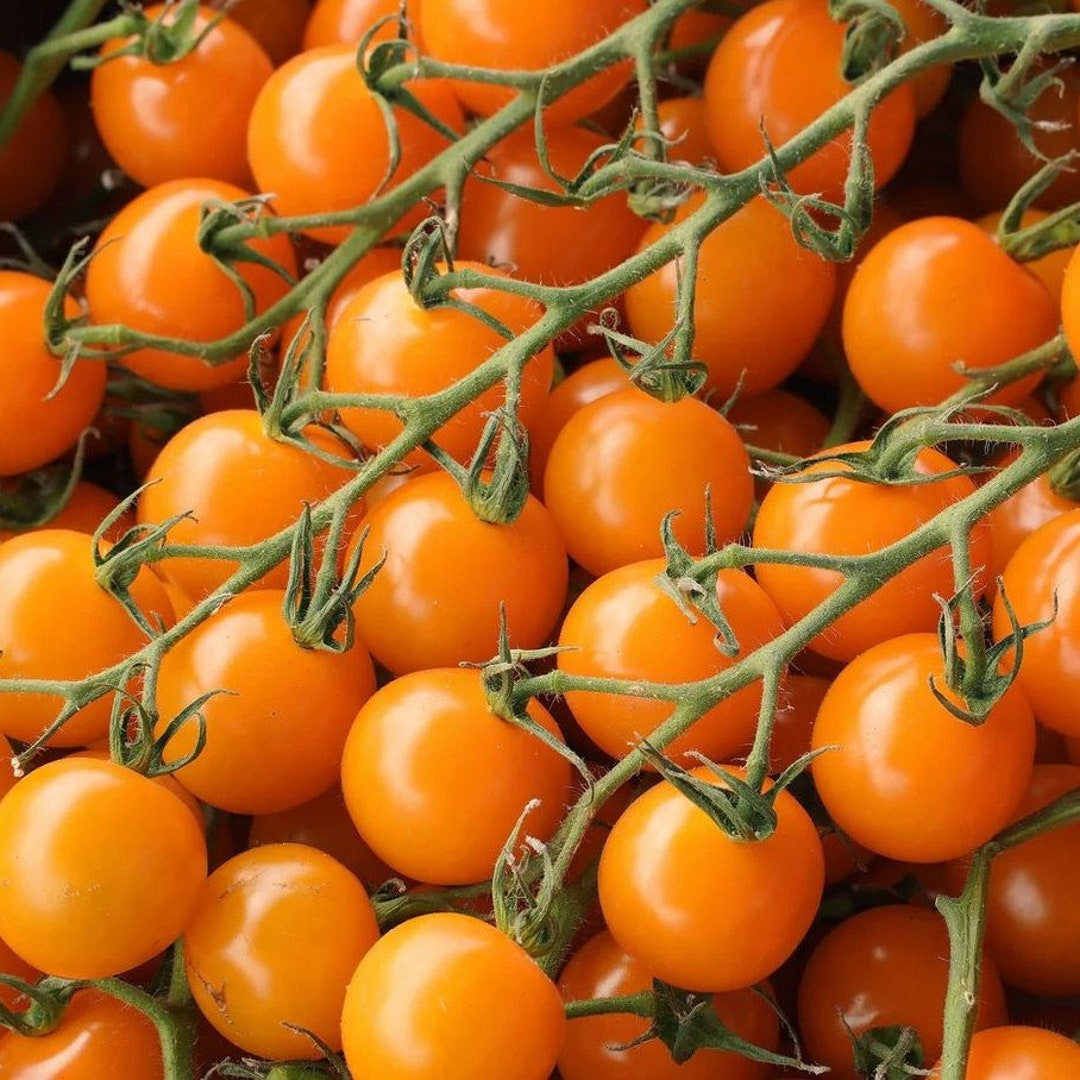 Mini Orange Cherry Tomato Seeds - Etsy
