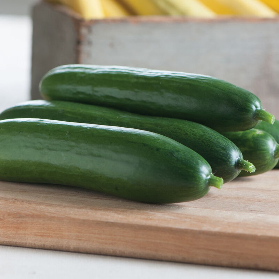Diva Cucumber Seeds - Etsy