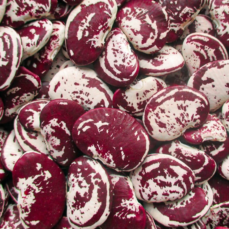 Lima Bean - Etsy