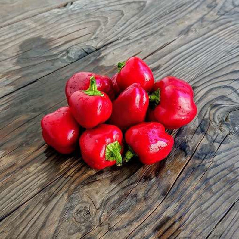 Mini Bell Red Sweet Pepper Seeds - Etsy