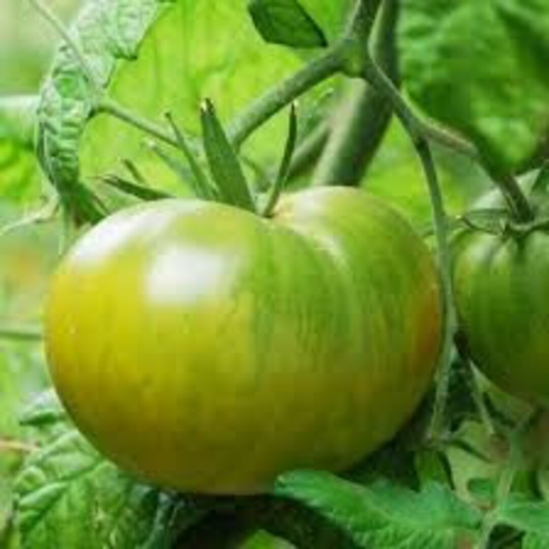 Evergreen Tomato Seeds - Etsy