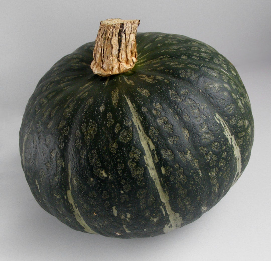 Zucca De Lungo Verde Italian Squash Seeds - Etsy