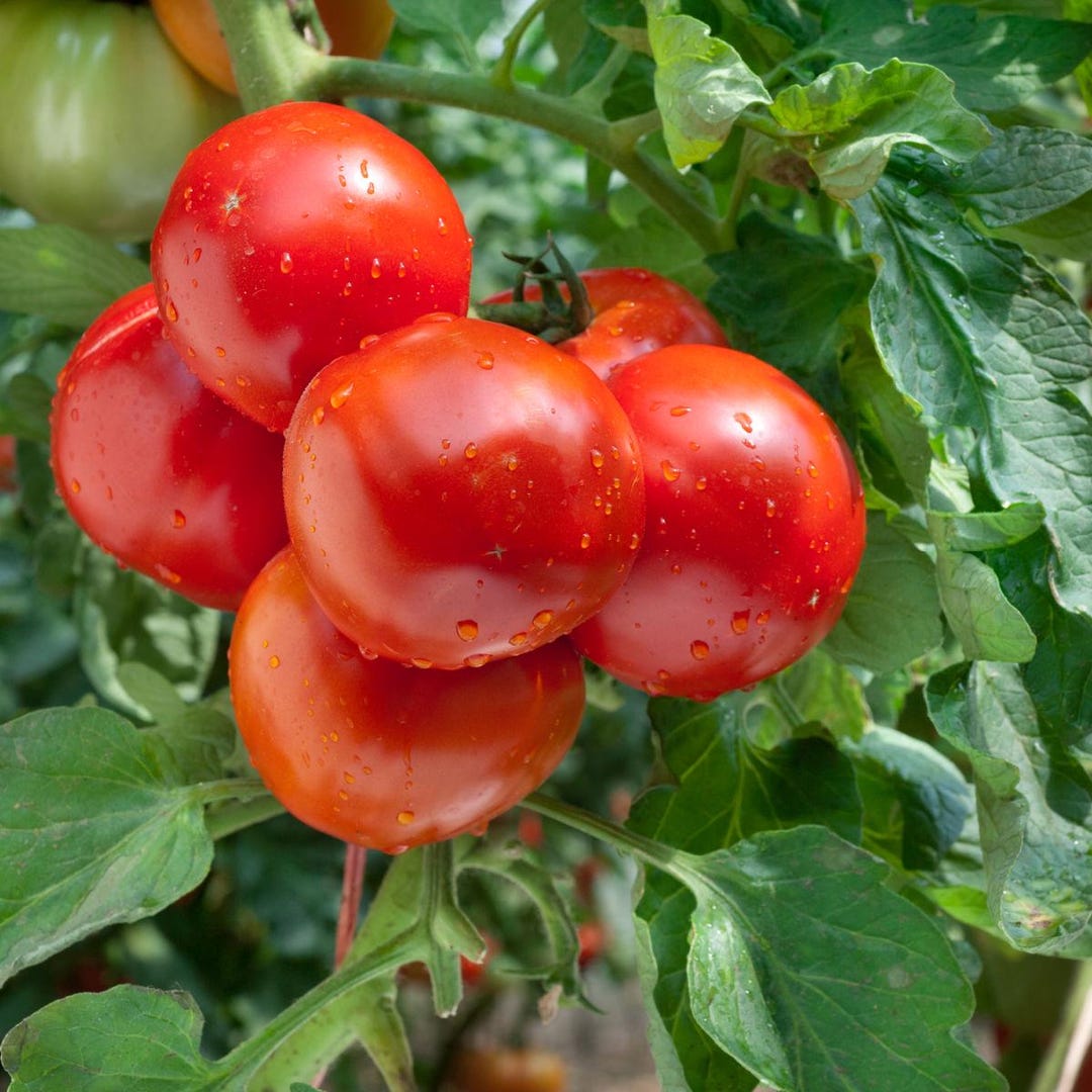 Marion Tomato Seeds - Etsy