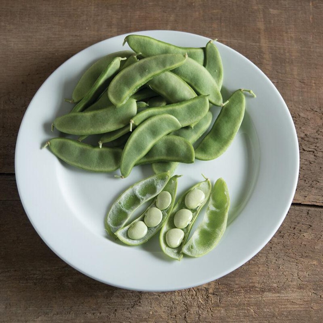 Ford Hook 242 Bean Seeds - Etsy