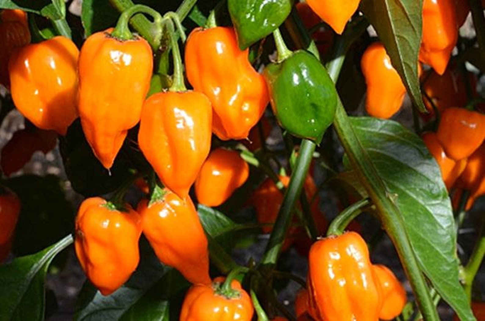 Habanero Orange Hot Pepper Seeds - Etsy