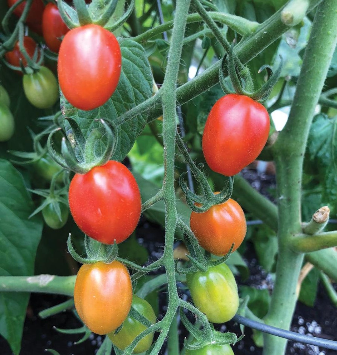 Principe Borghese Cherry Tomato Seeds - Etsy