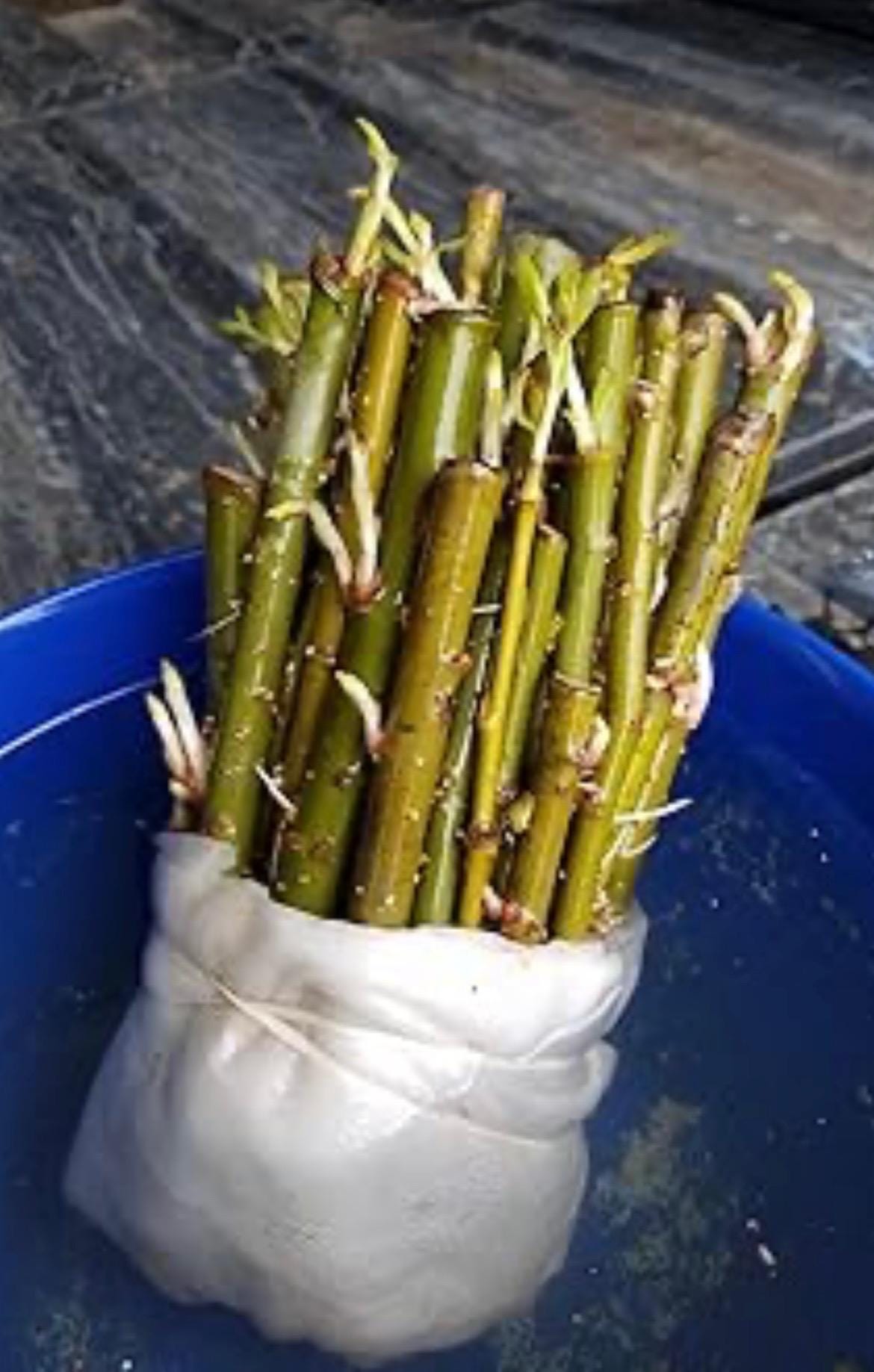 60 Austree Hybrid Willow Tree Thick Cuttings Fresh Cut Fast Growing 10 ...
