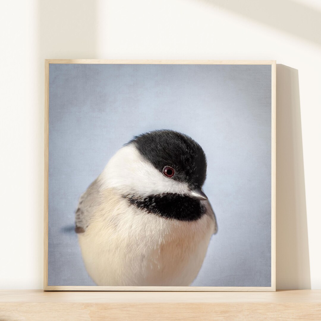 Bird Art, Chickadee Print, Animal Art Print, Bird Photography Print ...