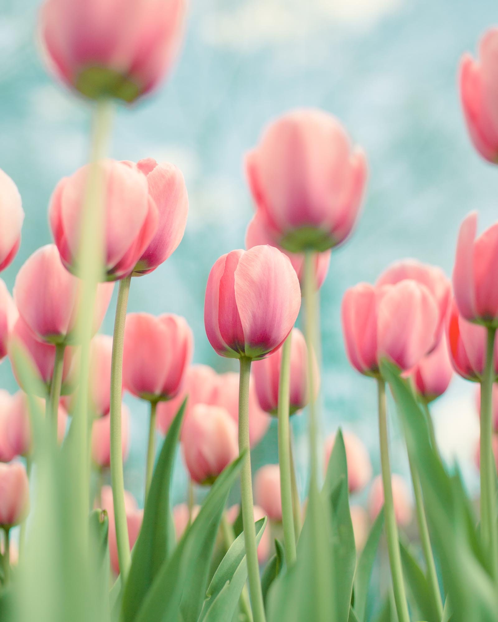 Tulip Wall Art Print Spa Art Home Decor Wall Decor Floral - Etsy