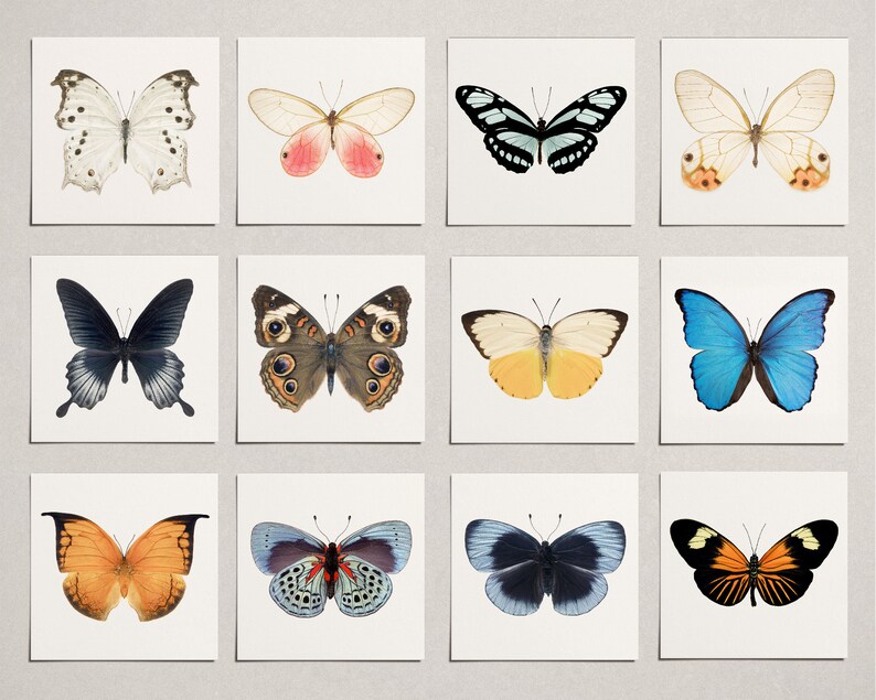 Butterfly Print Set Affordable Art Prints 5x5 Photo | Etsy