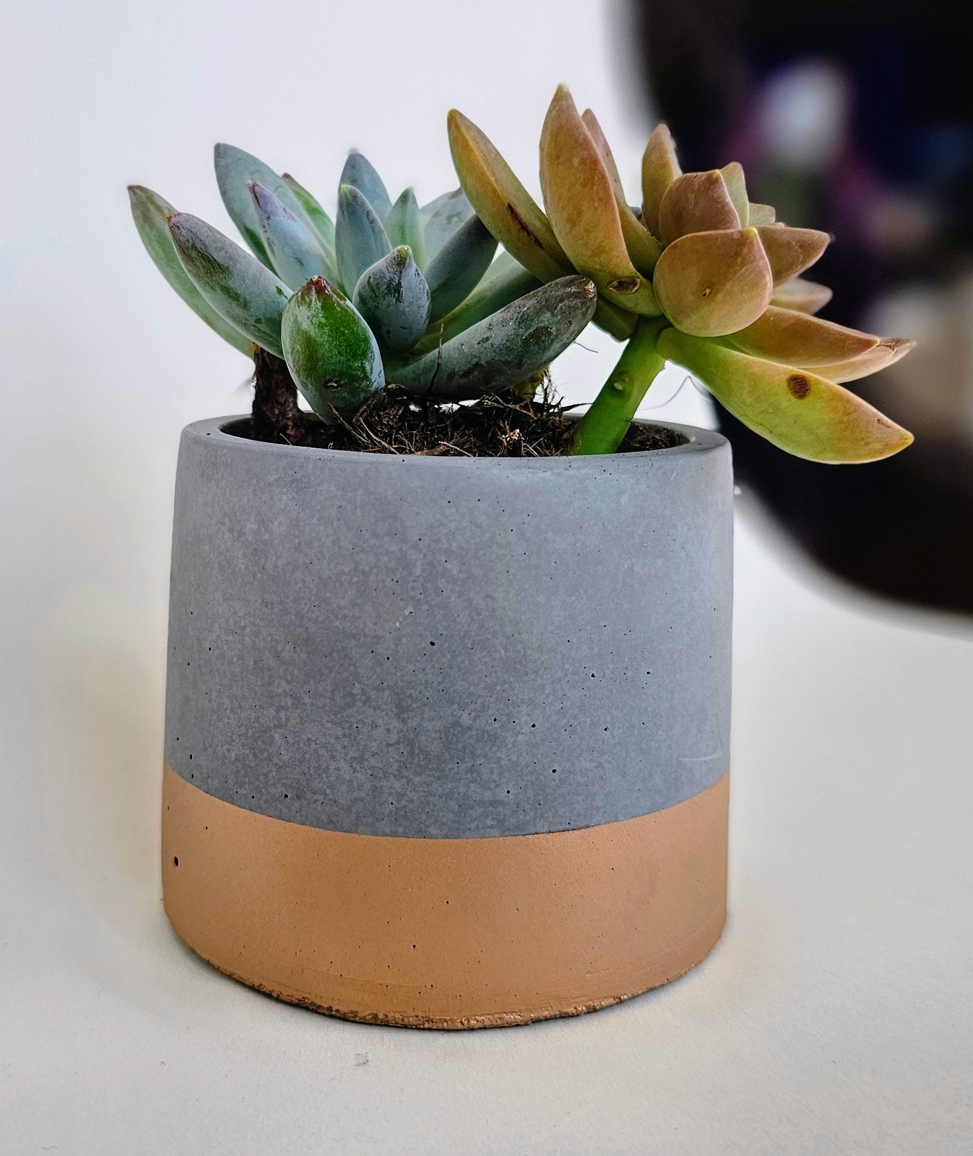 Cement Flower Pot - Etsy