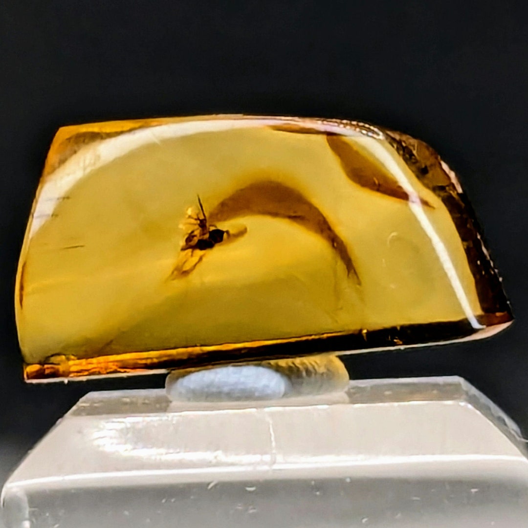 Mantis Type Insect in Amber, UV Reactive From Mexico. - Etsy