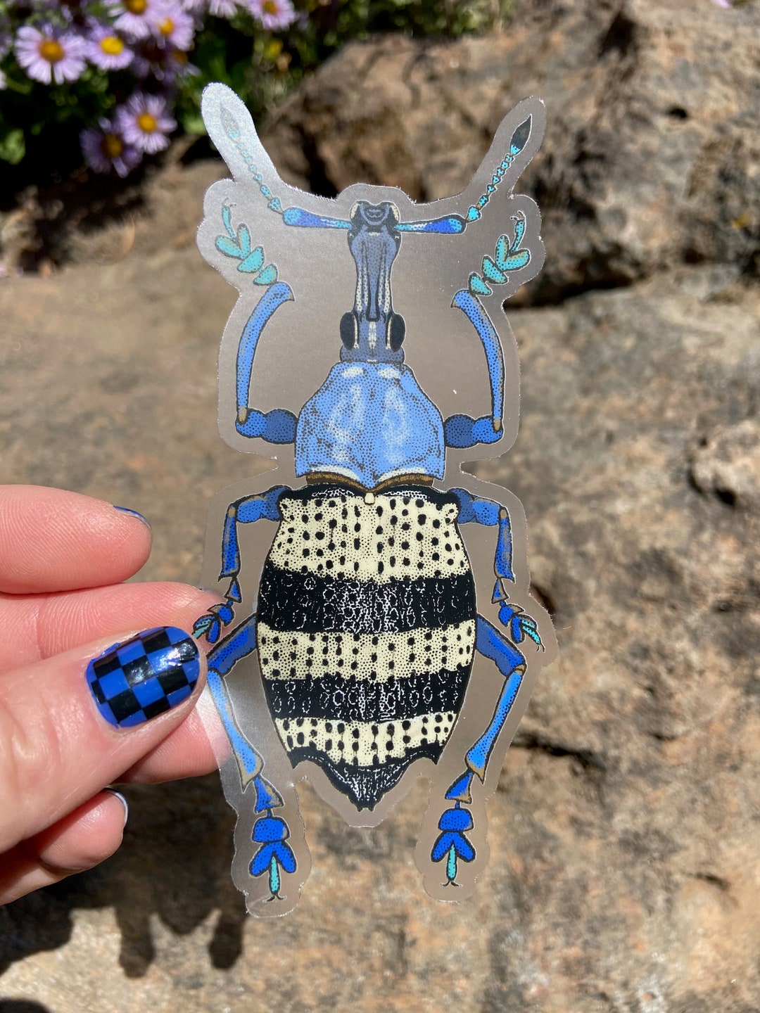 Blue Weevil (eupholus Albofasciatus) 2.5" X 4.99" Clear Sticker - Etsy