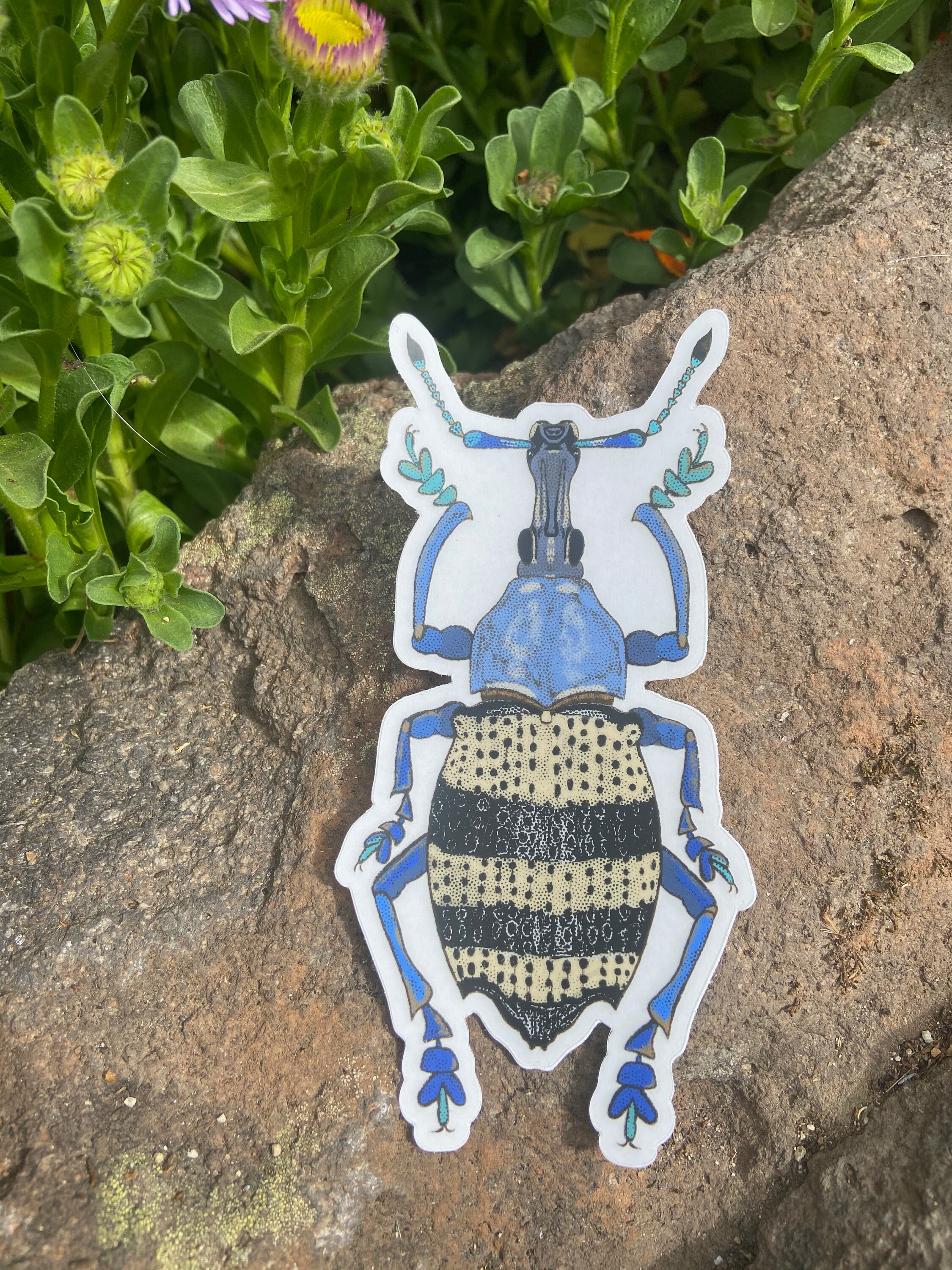 Blue Weevil eupholus Albofasciatus 2.5 X 4.99 - Etsy UK