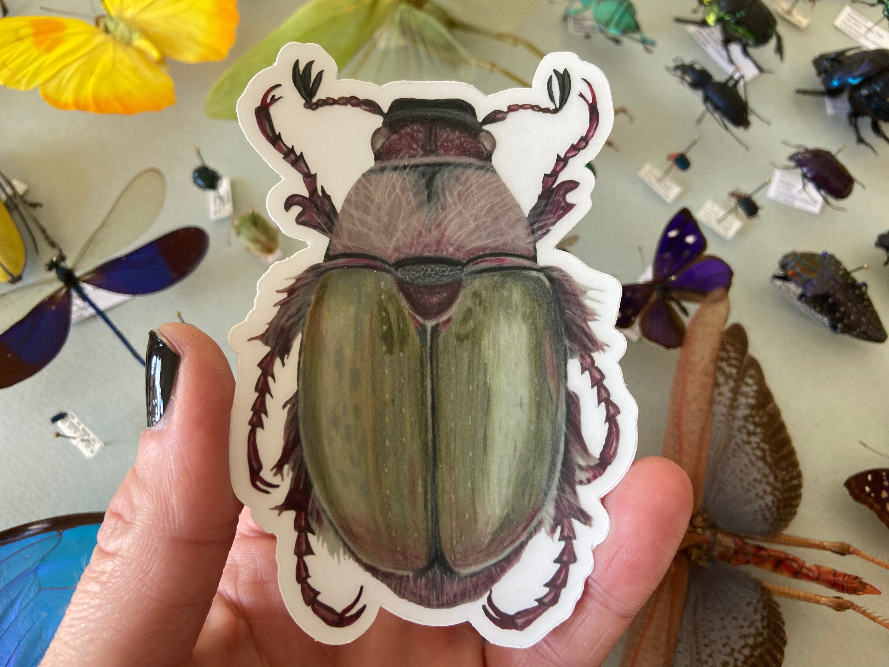 Apple Fairy Chafer Beetle Proagopertha lucidula 2.7 x 4 Pegatina ...