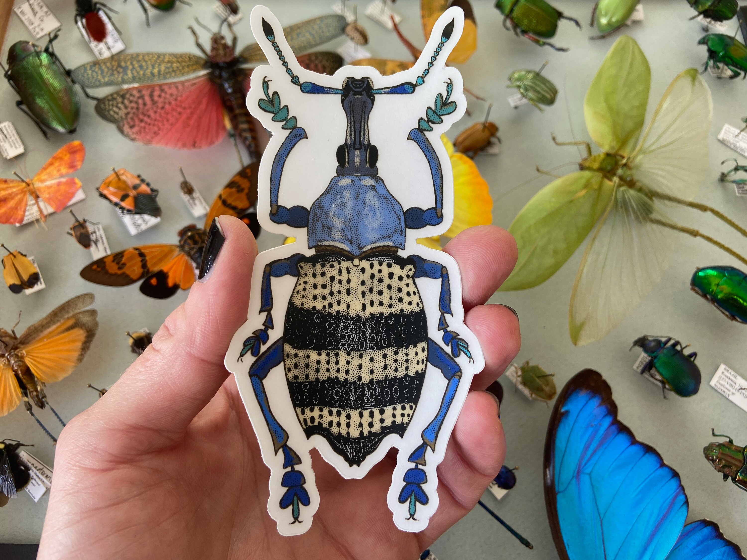 Blue Weevil eupholus Albofasciatus 2.5 X 4.99 - Etsy UK