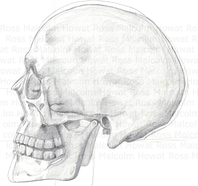 Skull; Pencil Sketch. - Etsy