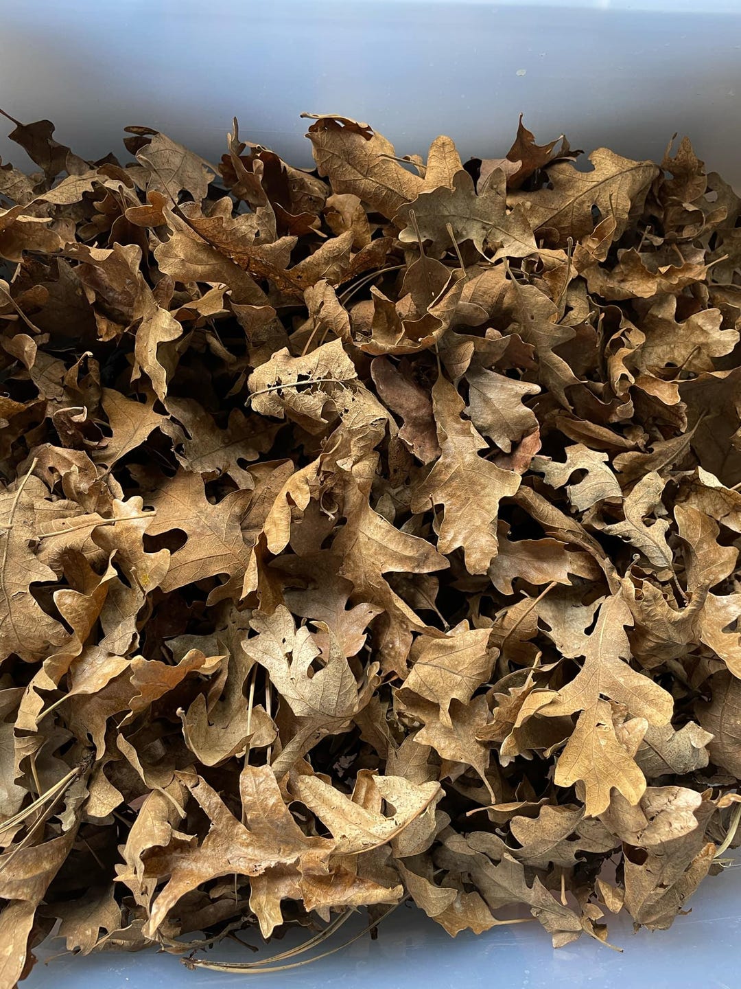 Naturally Dried Oak Leaves Pesticide Free - Leaf Litter - Bedding for Critters 2023 - Etsy