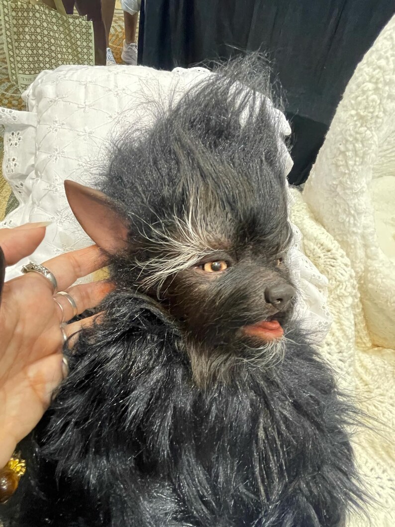 Made to Order - Werewolf Black Fabio Cuddle Body Silicone Werewolf Doll ...