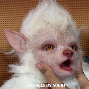 Made to Order "albino Fabio" Cuddle Body Silicone Werewolf Baby ...