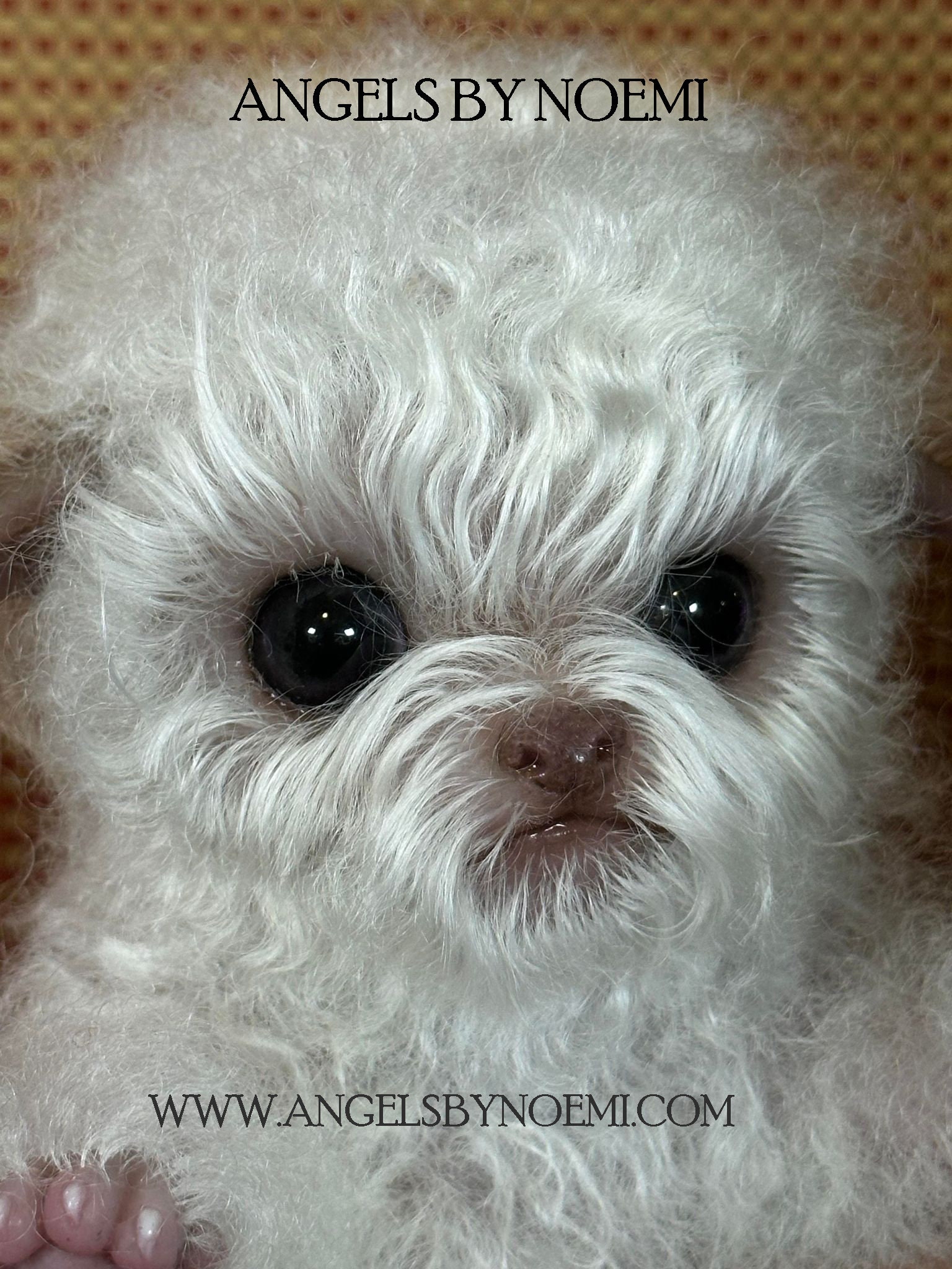 Made to Order - Maltipoo Puppy Doll Full Body Silicone - Made by Artist ...
