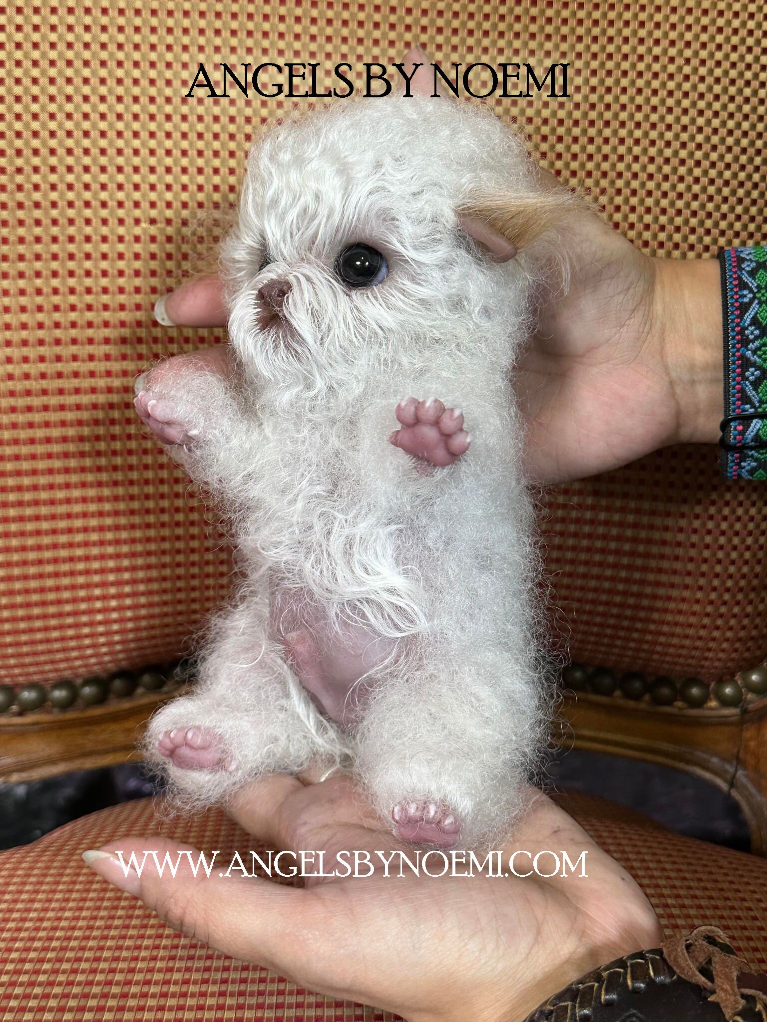 Made to Order - Maltipoo Puppy Doll Full Body Silicone - Made by Artist ...