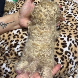 Made to Order - Blonde Maltipoo Puppy Doll Full Body Silicone - Made by ...