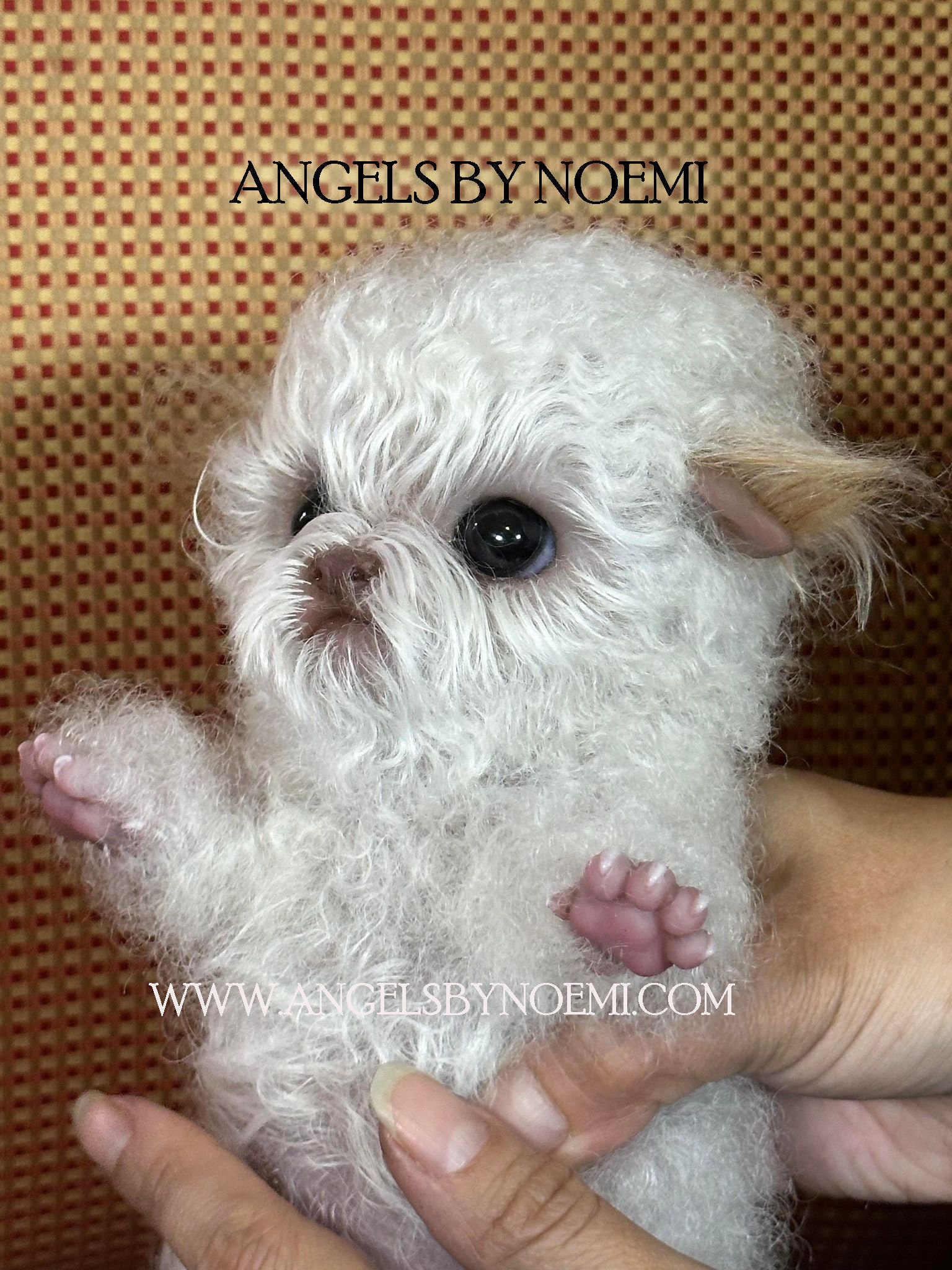 Made to Order - Maltipoo Puppy Doll Full Body Silicone - Made by Artist ...