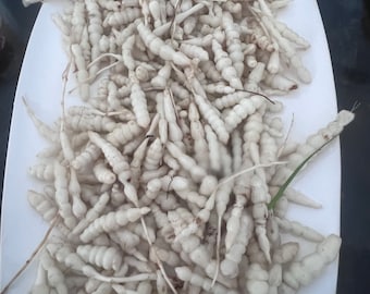 Chinese Artichoke Live Tubers / Roots AKA Crosnes, Betony, Gan Lu Zi ...
