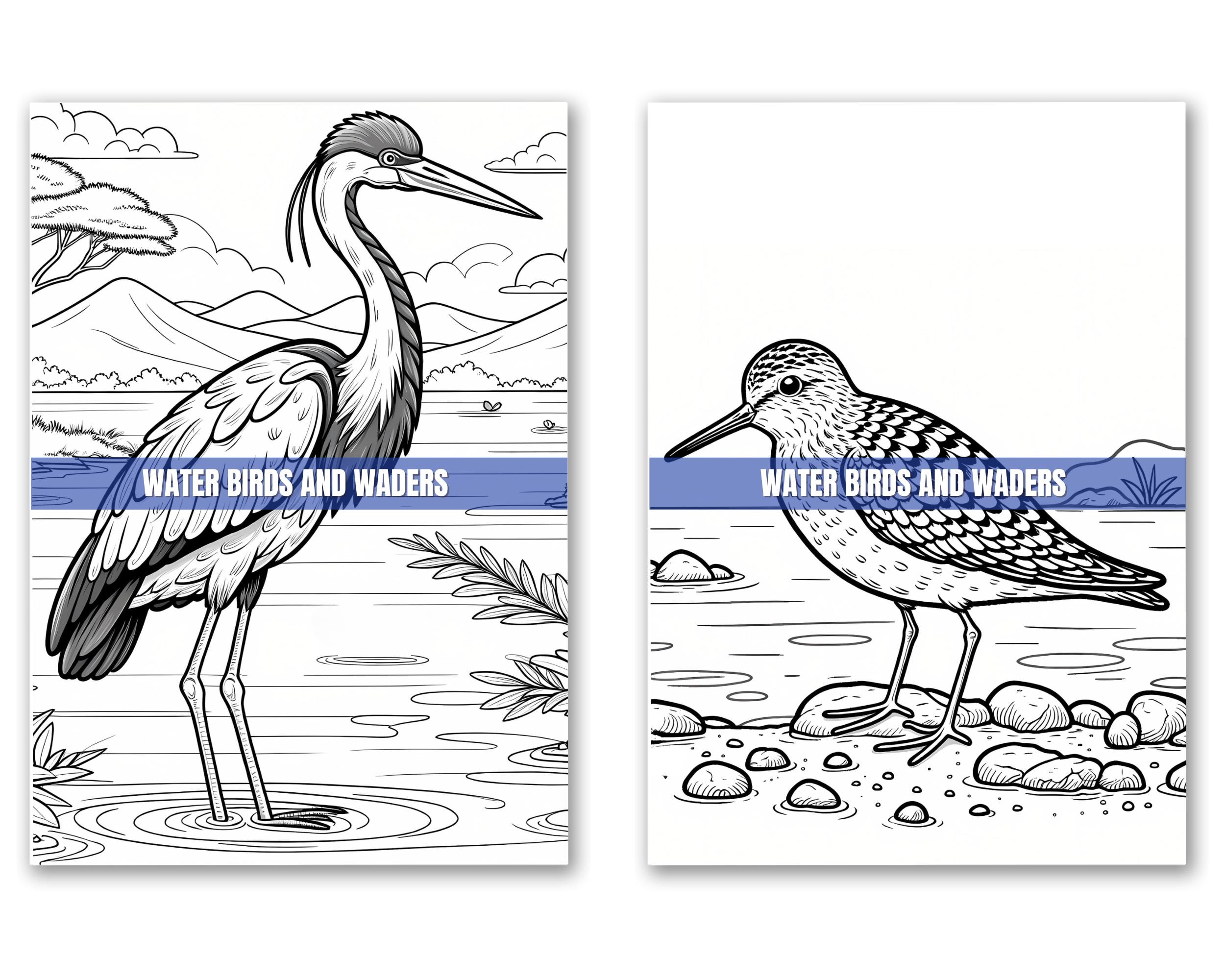 Birds Coloring Pages: Water Birds & Waders by Coloringpageworld | 50 ...
