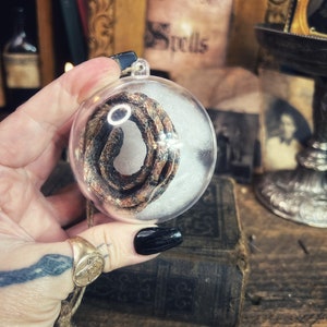 Mummified Snake Specimen Orb - Etsy