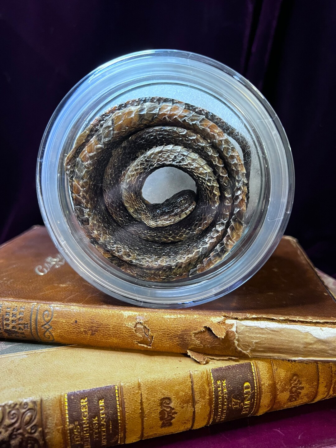 Mummified Snake in Glass Specimen Jar. - Etsy